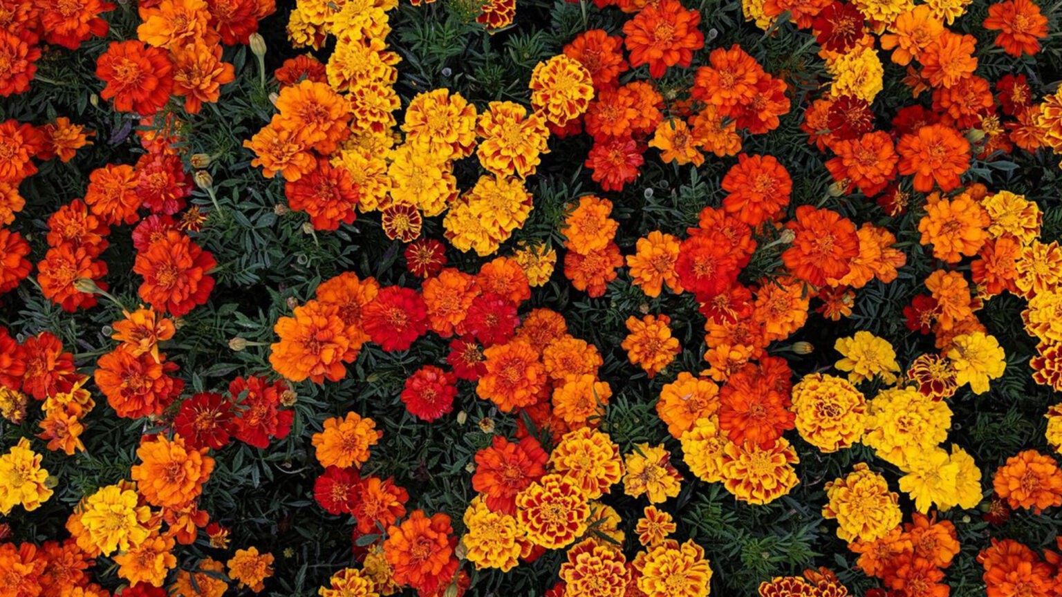 Top 5 culori ale anului 2021 | Beauty Factory